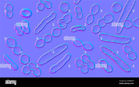Bacteria Of Different Shapes Hi Res Stock Photography And Images Alamy
