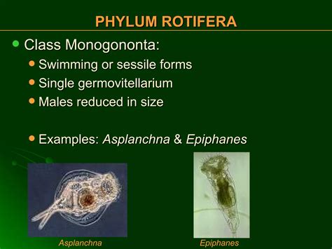 Phylum Rotifera Ppt