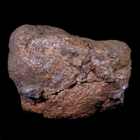 4 Torosaurus Limb Bone Fossil Lance Creek Fm Cretaceous Dinosaur Wy Coa