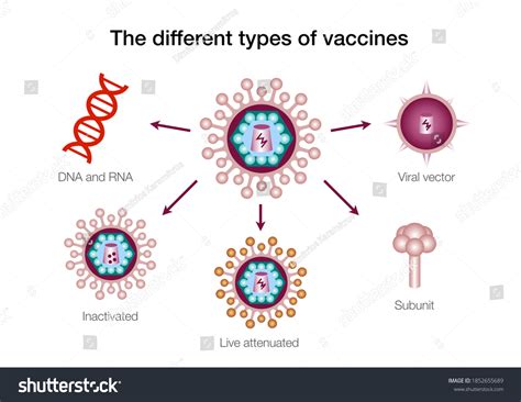 Different Types Vaccines Stock Illustration 1852655689 Shutterstock