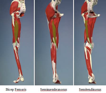 Offaly Physio Performance Lab Healthy Hamstrings