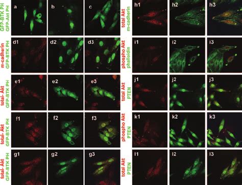 Subcellular Localization Of Gfp Ph Domain Akt And Pten A To G Download Scientific Diagram