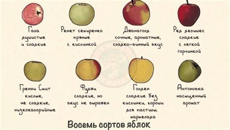 Сорта яблок | Superbowl party food, Cooking cheat sheet, Wine flavors