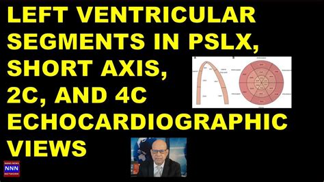 2d Echo Left Ventricular Segments Identification In Pslx Sax 4c 2c