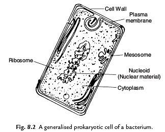 Cell Structure And Functions Class Notes Science Free PDF