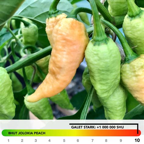 Bhut Jolokia Peach Chiliplanta – Alien Chili