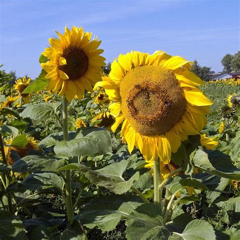 Zonnebloem Helianthus Annuus