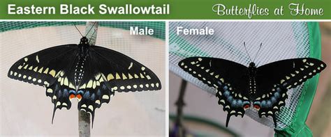 Black Swallowtail Butterfly Life Cycle Size Identification