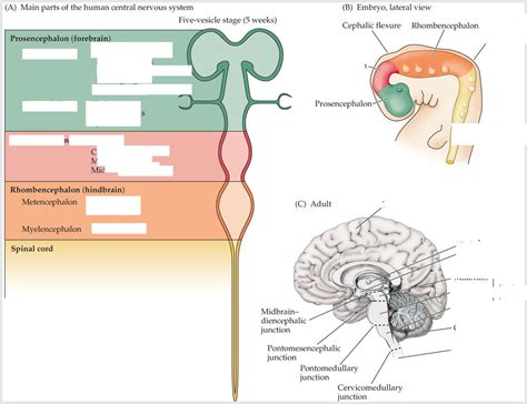 Embryological Development Diagram Quizlet