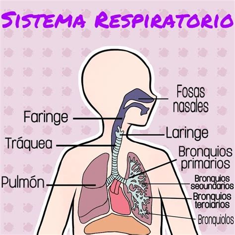 Pin De Jesus Diaz En Guardado Rápido Sistema Del Cuerpo Humano Sistema Respiratorio Para