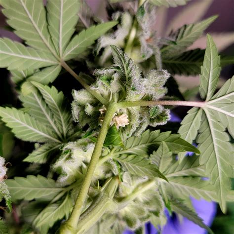 Example Of A Cannabis Herm Plant Small Yellow Flowers And A Bunch Of