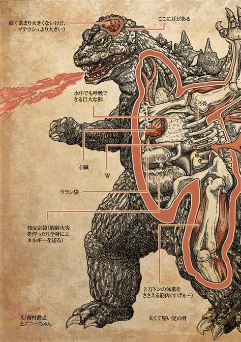 Godzilla Anatomy By Mdzikowski On Deviantart