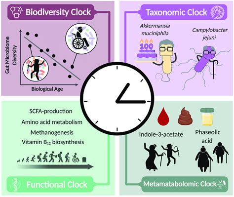 Four Microbiome Based Aging Clocks Age Related Decline In Gut