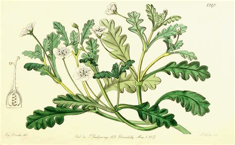 Angiosperm Families Hydrophyllaceae R Br Ex Edwards