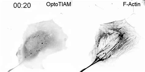 Spirochrome On Linkedin Optogenetic Spatiotemporal Control Rho Gtpase In A Recent Article…