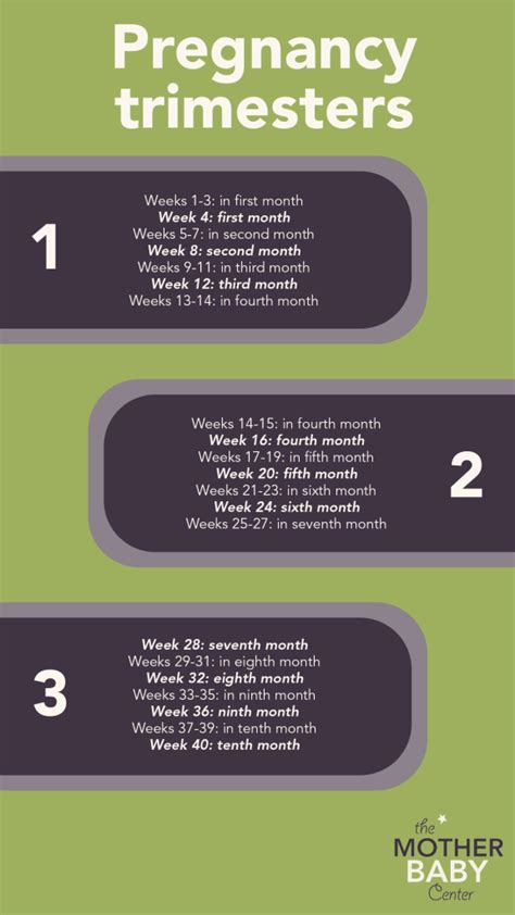 Pregnancy Weeks Months Trimesters Hot Sex Picture