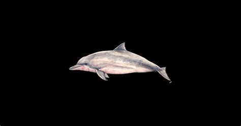 Tucuxi Pink River Dolphin Pink Dolphin Posters And Art Prints