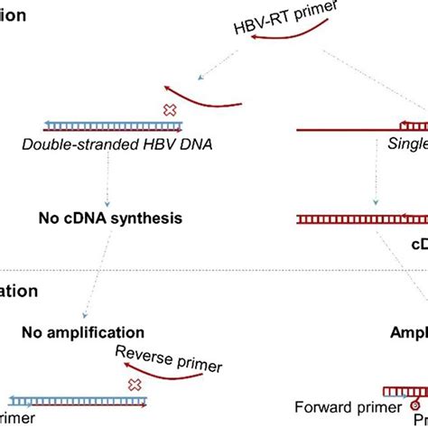 Schematic Representation Of The One Step Hbv Pgrna Selective Rt Pcr