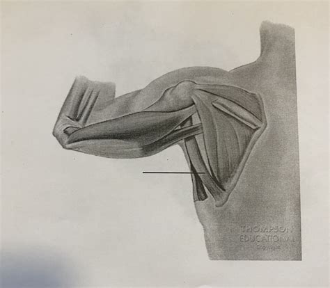 Muscles That Act On The Scapula Continued Diagram Quizlet