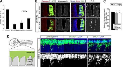 Lmo4 Controls The Delamination Of Nc Cells From The Dorsal Nt A C Download Scientific Diagram