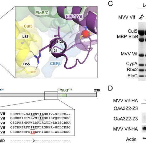 Pdf Maedi Visna Virus Vif Protein Uses Motifs Distinct From Hiv 1 Vif