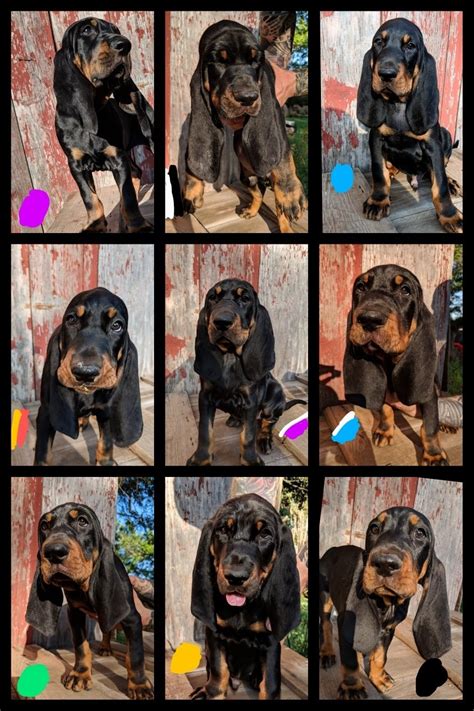 8 Weeks Evaluations Old Soul Black And Tan Coonhounds
