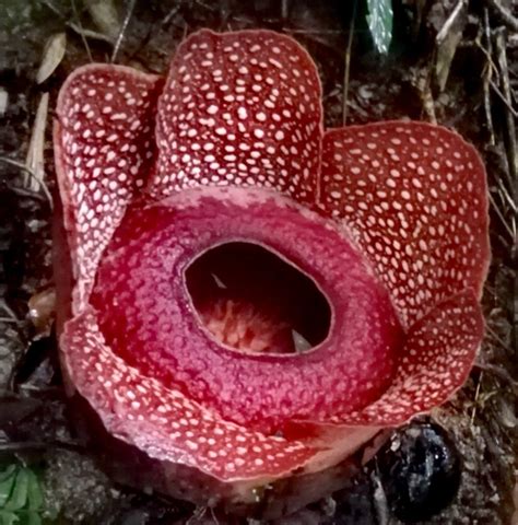 Rafflesia Mira Botanical Realm