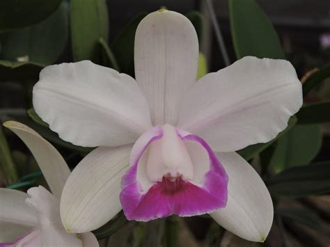 Cattleya Frances Ann Libby