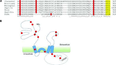 Conservation Of Cysteines In Glua1 A Sequence Alignment Of Glua1