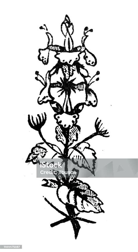 Antique Engraving Illustration Catnip Stock Illustration Download