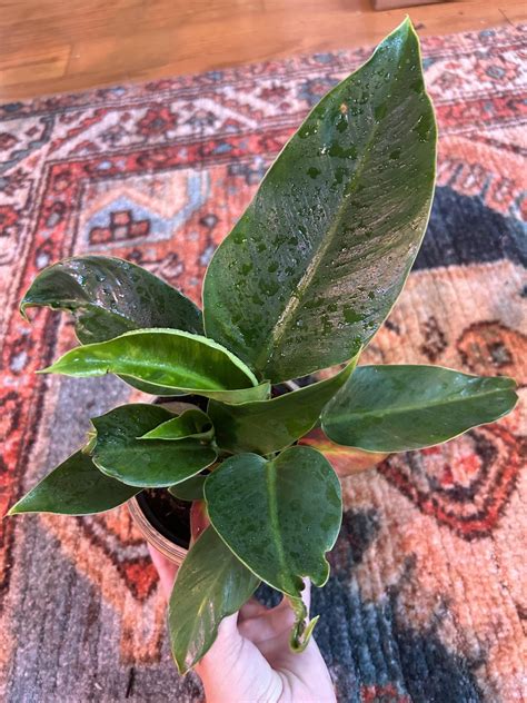 Id Got This At Trader Joes Rphilodendron