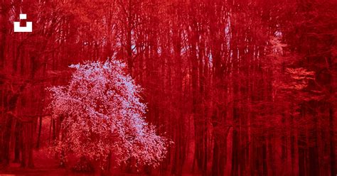 붉은 잎을 가진 나무 그룹 사진 Unsplash의 무료 빨강 이미지