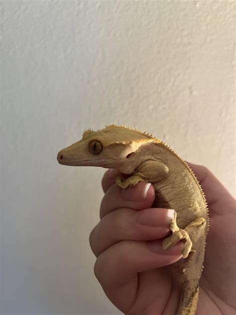 Sex Of My Gecko Rcrestedgecko