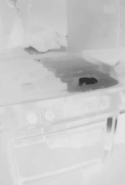 Segmentation Instance Segmentation Dataset And Pre Trained Model By Saif Hasan