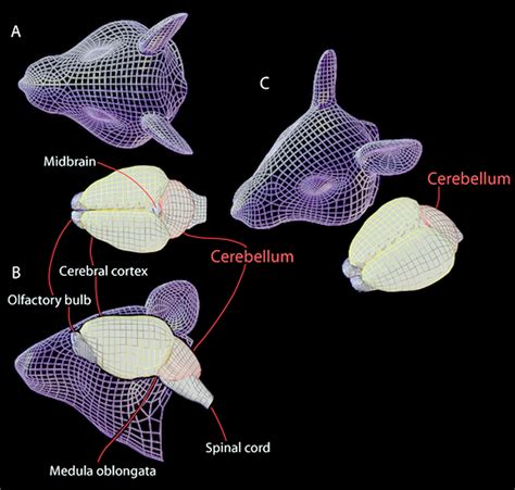 Morphology Of Mouse Brain Olfactory Bulbs Cerebral Cortex Midbrain