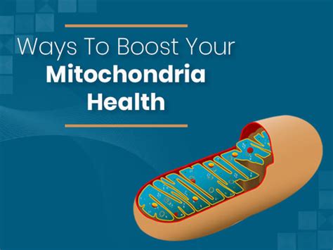 Ways To Boost Your Mitochondrial Health Boldsky Com