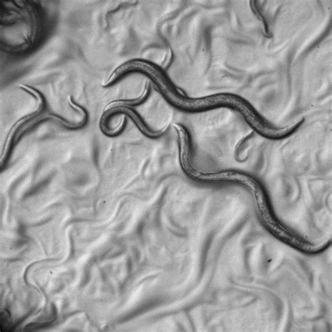 Panagrellus Redivivus Alchetron The Free Social Encyclopedia