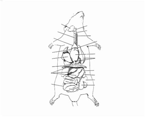 Rat Dissection Worksheets Library