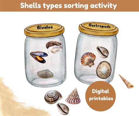 Shells Types Sorting Activity Shells Jars Sorting Activity Fun Interactive Learning Activity