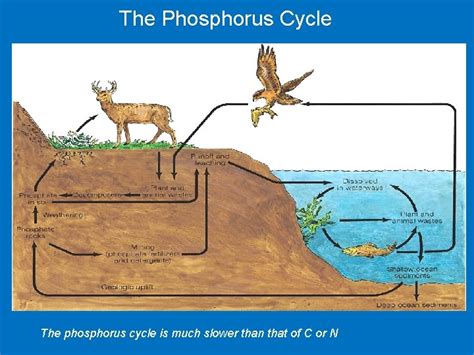 Biochemical Cycles In The Ecosystem Review How Does