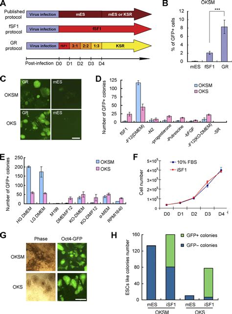 Optimization Of The Culture Medium For Efficient Reprogramming Induced