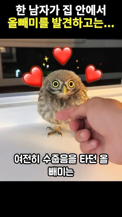 한 남자가 집 안에서 올빼미를 발견하고는 Youtube