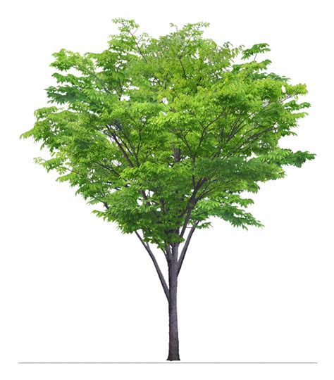 Png Trees Elevation Free Cliparts Download Images On Clipground