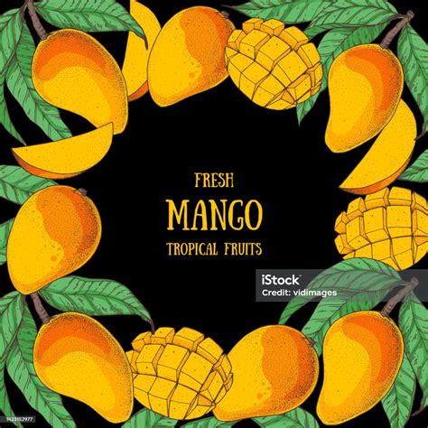 망고 과일 손으로 그린 패키지 디자인 벡터 그림입니다 디자인 패키지 브로셔 일러스트레이션 망고 프레임 일러스트레이션 포장 설계에 사용할 수 있습니다 화려한 망고에 대한 스톡