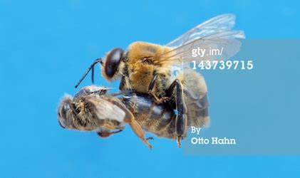 The 25 Best Bug Sex Photos From Getty Images Em Lo