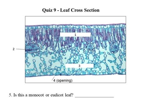 Botany Lab Final Review Flashcards Flashcards Quizlet