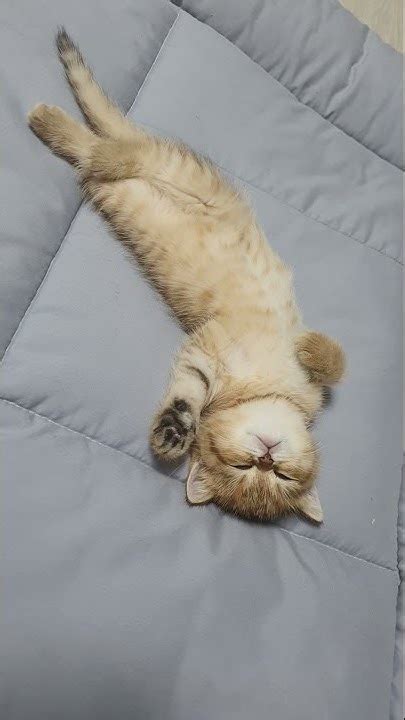 방금 뭐가 지나갔냐ㅋㅋ Youtube