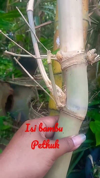 isi bambu pethuk - YouTube