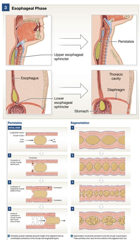 Peristalsis And Segmentation Diagram Quizlet