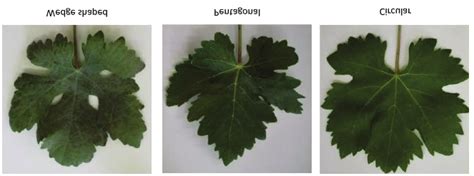 Example Of Variability Of Leaf Shape Download Scientific Diagram